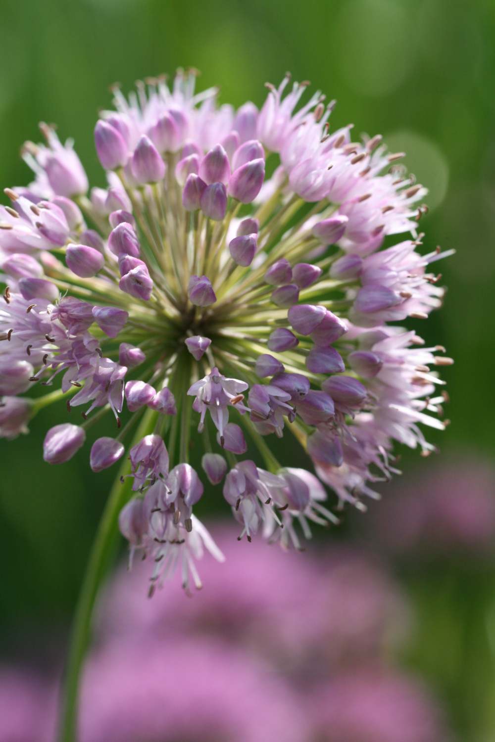 Allium angulosum ' Sara ' - Michael Camphausen