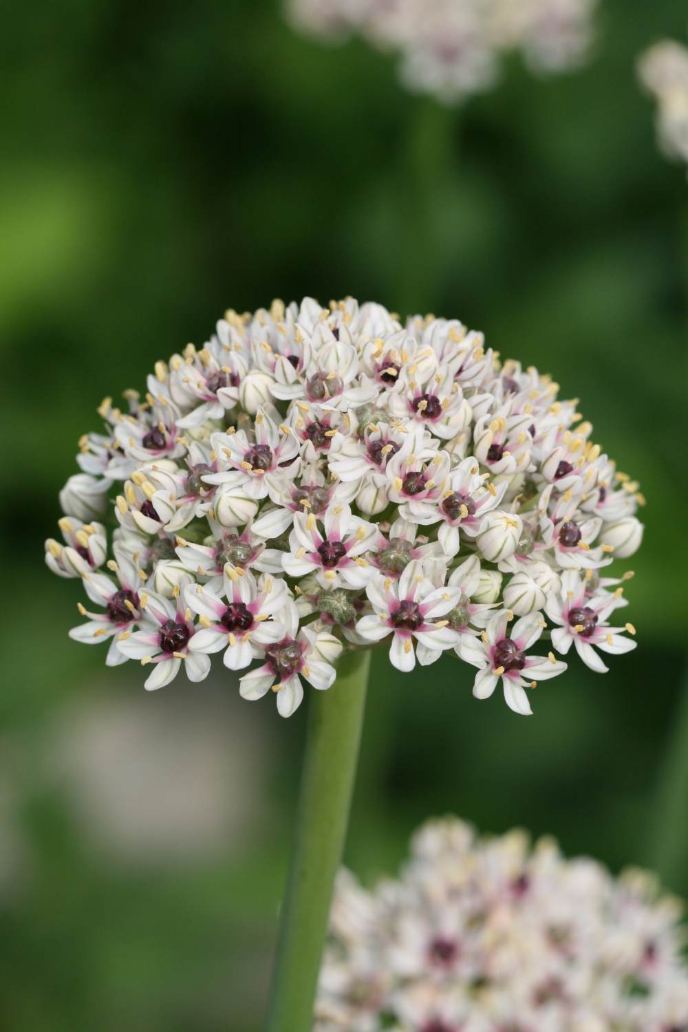 Allium basalticum ' Silver Spring ' - Michael Camphausen