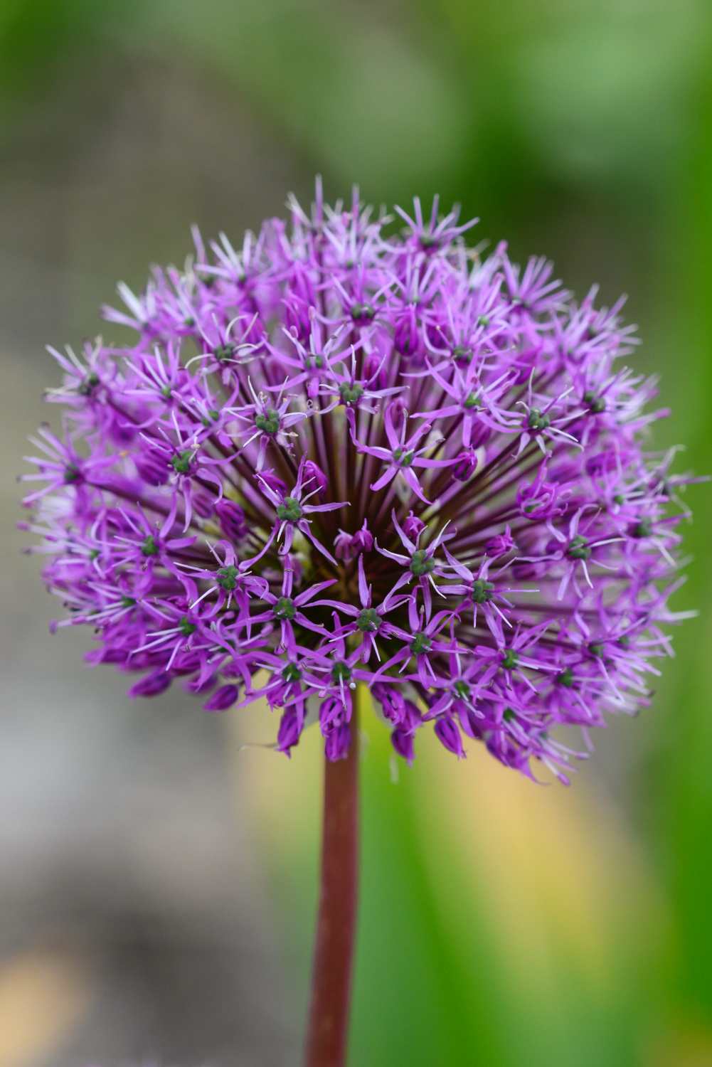 Allium jesdianum ' Shing ' - Michael Camphausen