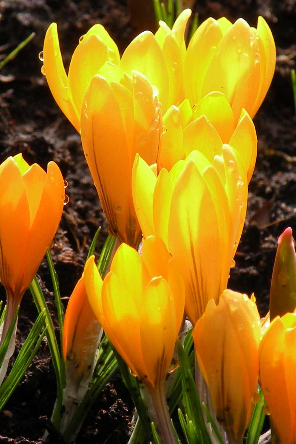 Crocus chrysanthus ' Dorothy ' - Michael Camphausen