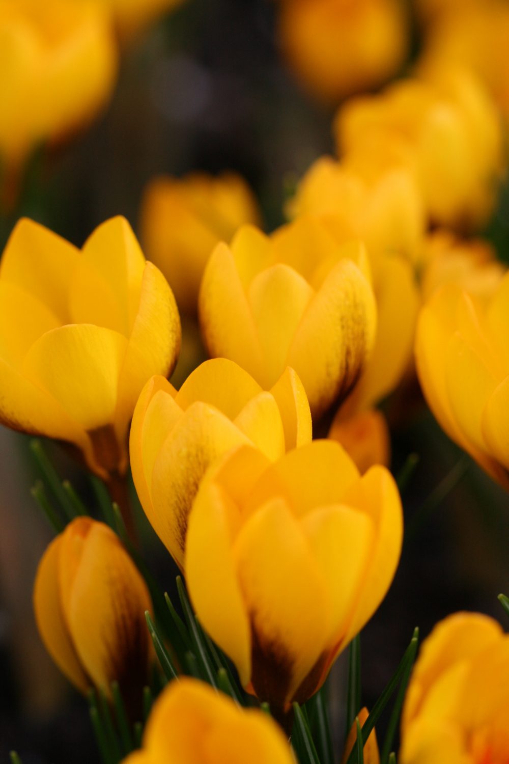 Crocus chrysanthus ' Goldilocks ' - Michael Camphausen