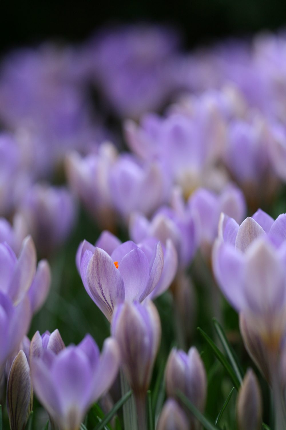 Crocus etruscus ' Zwanenburg ' - Michael Camphausen