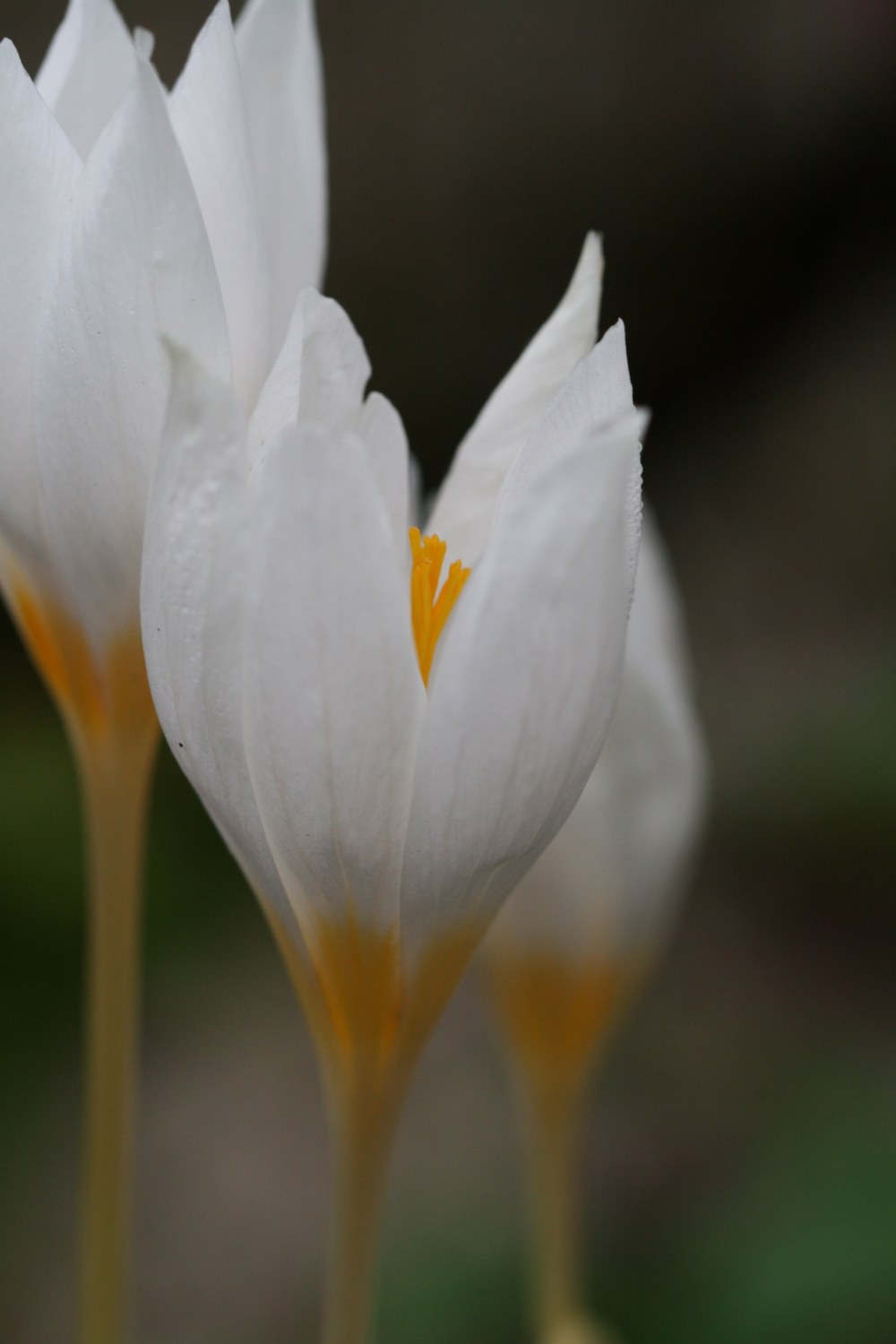 Crocus pulchellus ' Michael Hoog ' - Michael Camphausen