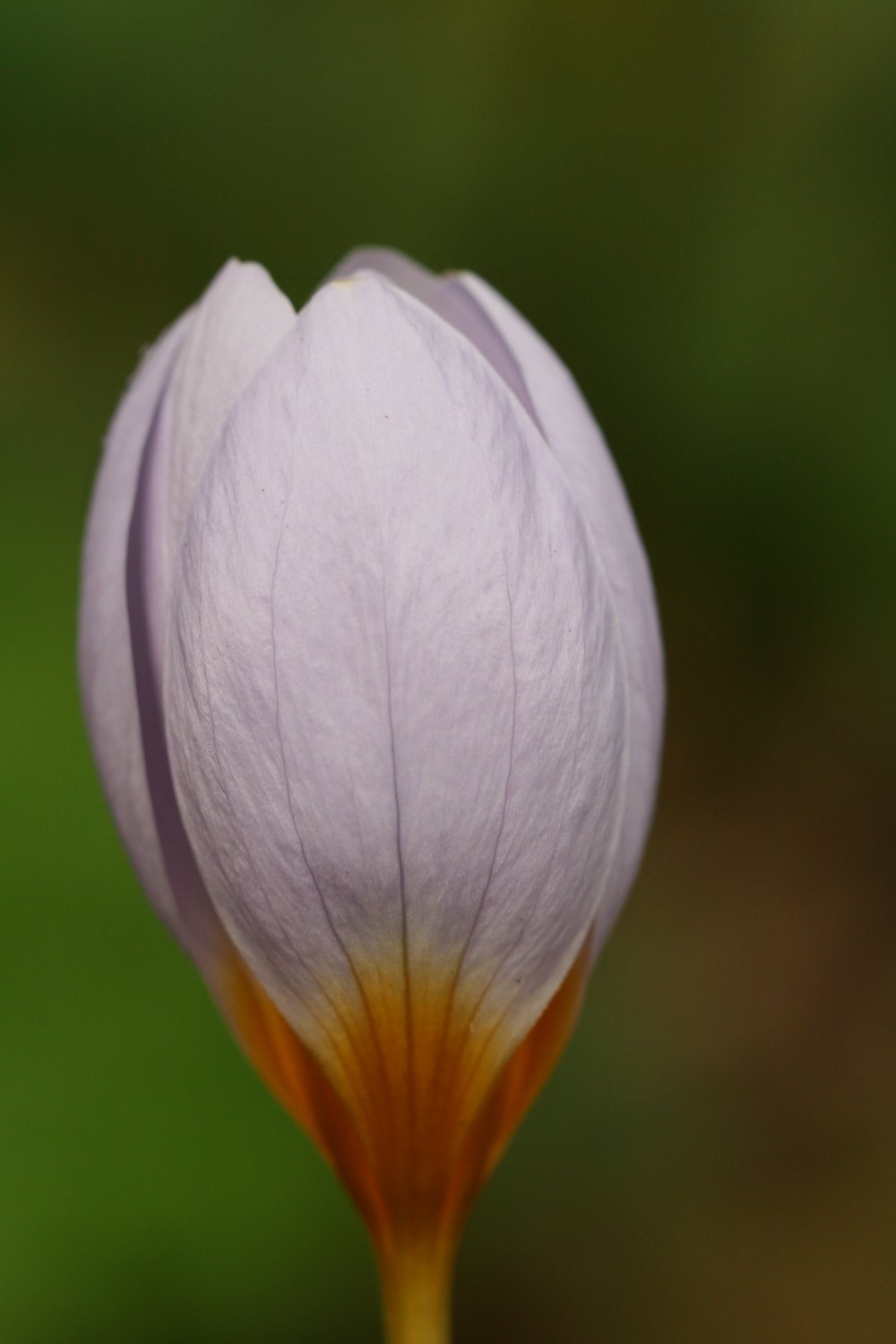 Crocus robertianus - Michael Camphausen