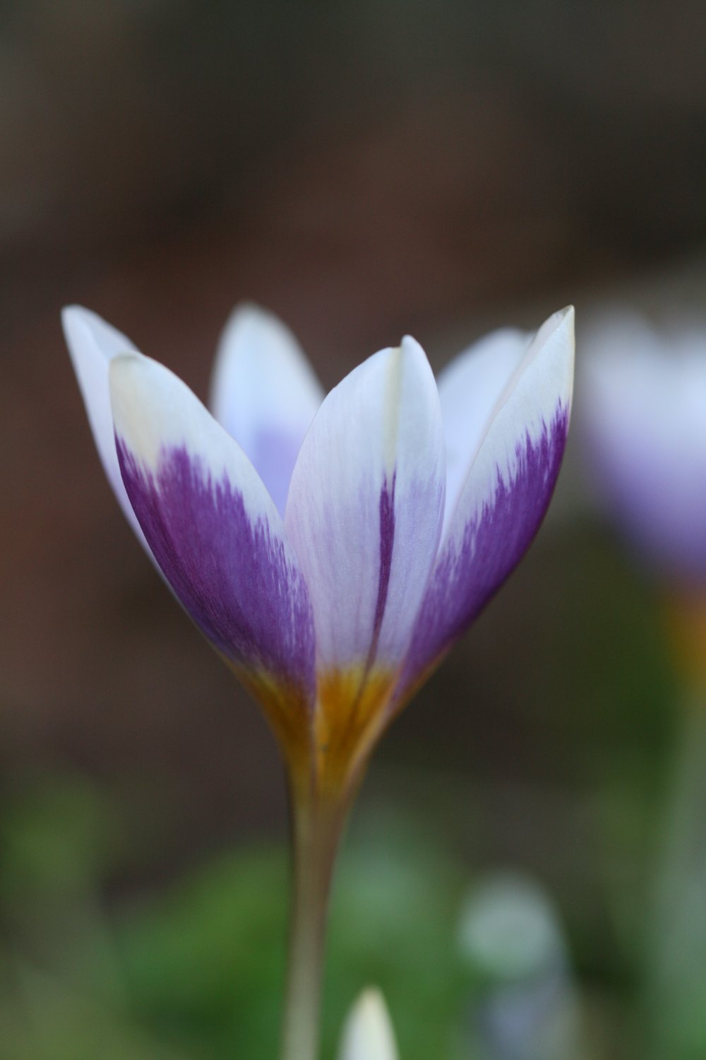 Crocus rujanensis ' Belphoebe ' - Michael Camphausen