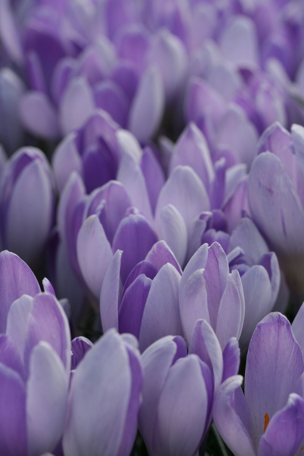 Crocus vernus ' Vanguard ' - Michael Camphausen