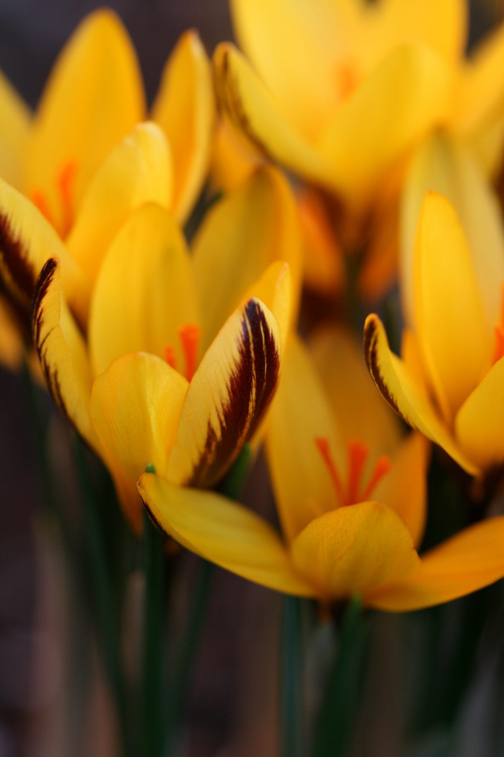 Crocus x leonidii ' Early Gold ' - Michael Camphausen