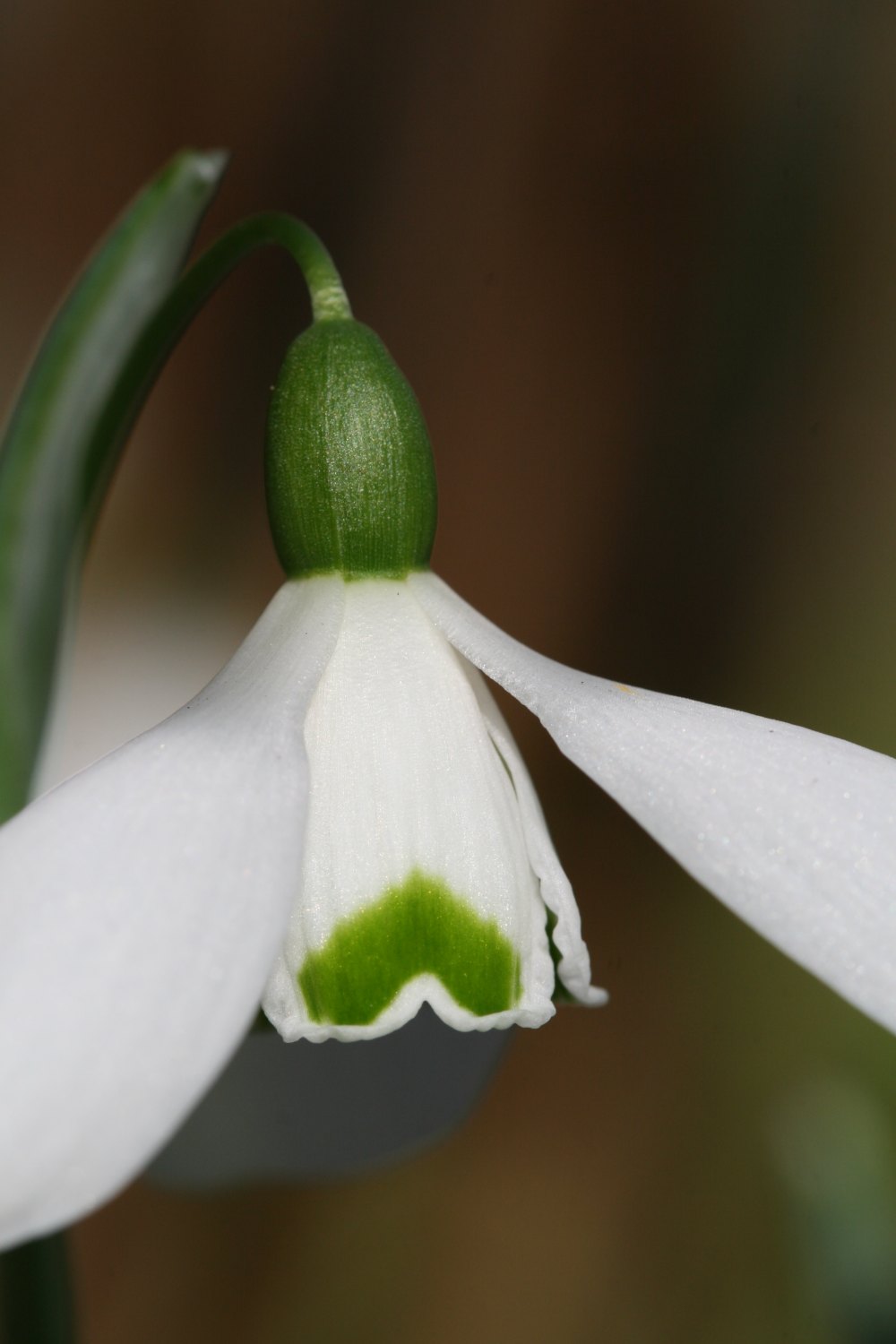 Galanthus ' Bess ' - Michael Camphausen