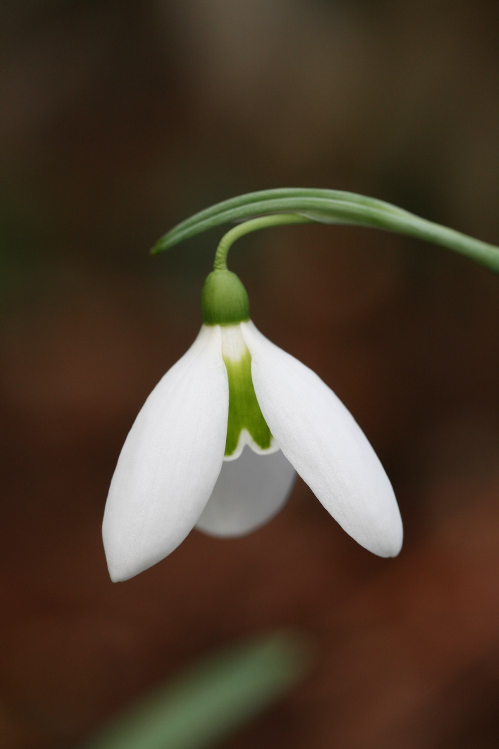 Galanthus ' Rodmarton Regulus ' in the green - Michael Camphausen