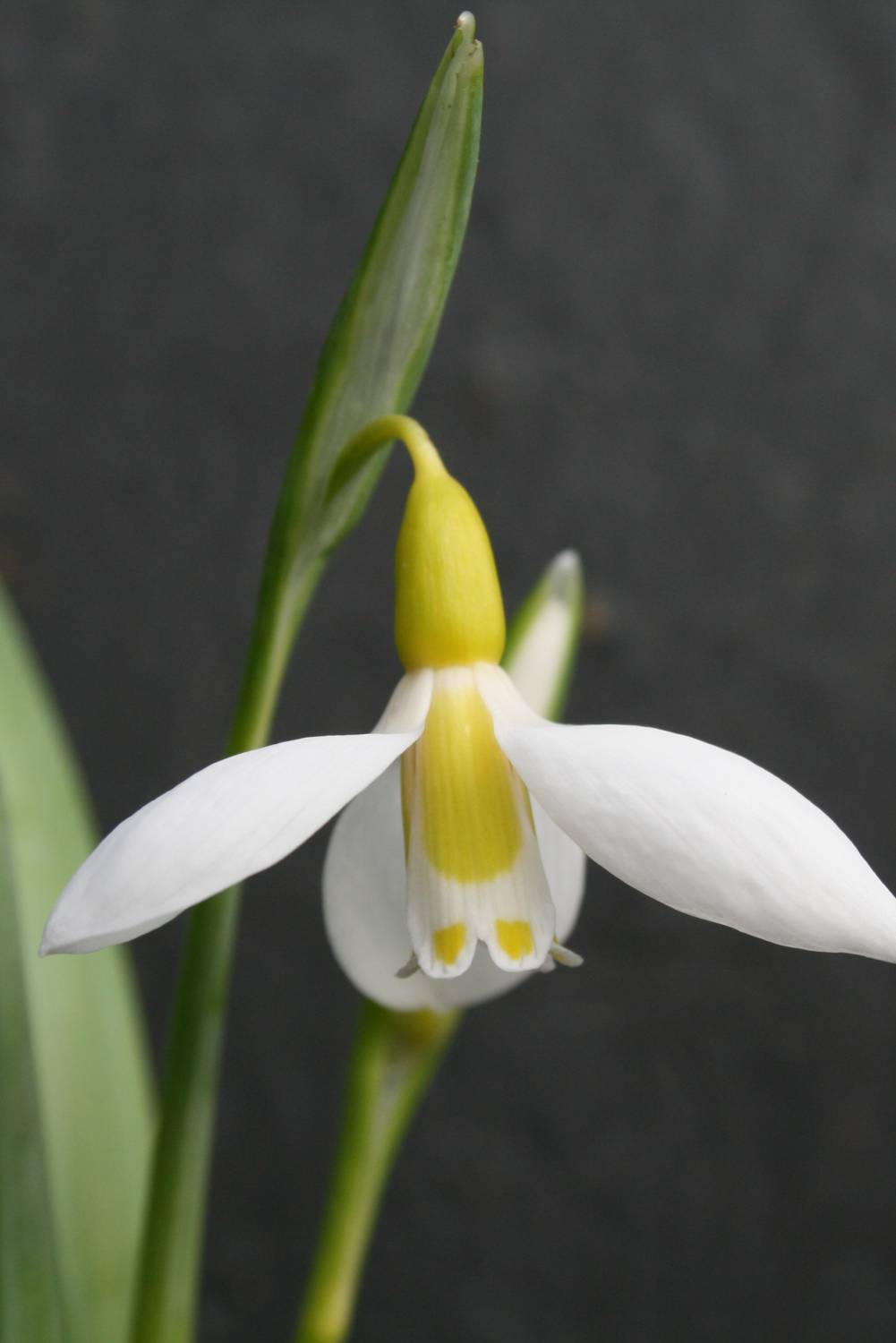Galanthus ' Ronald Mackenzie ' in the green - Michael Camphausen
