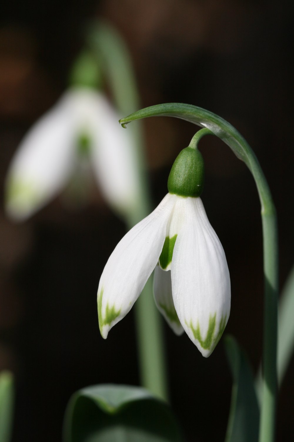 Galanthus elwesii ' Beany ' - Michael Camphausen