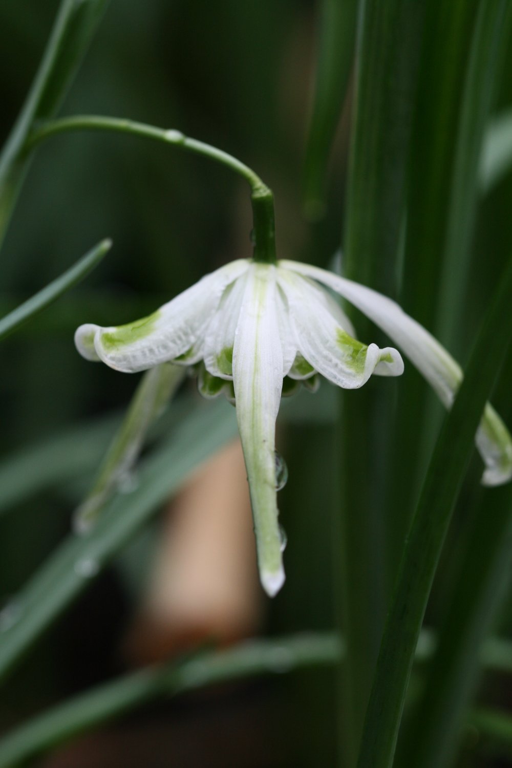 Galanthus nivalis ' Walrus ' in the green - Michael Camphausen