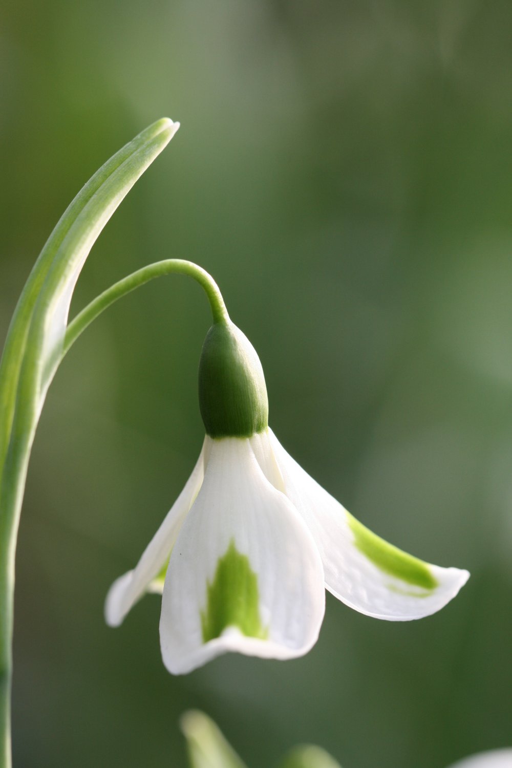 Galanthus ' Trumpolute ' in the green - Michael Camphausen