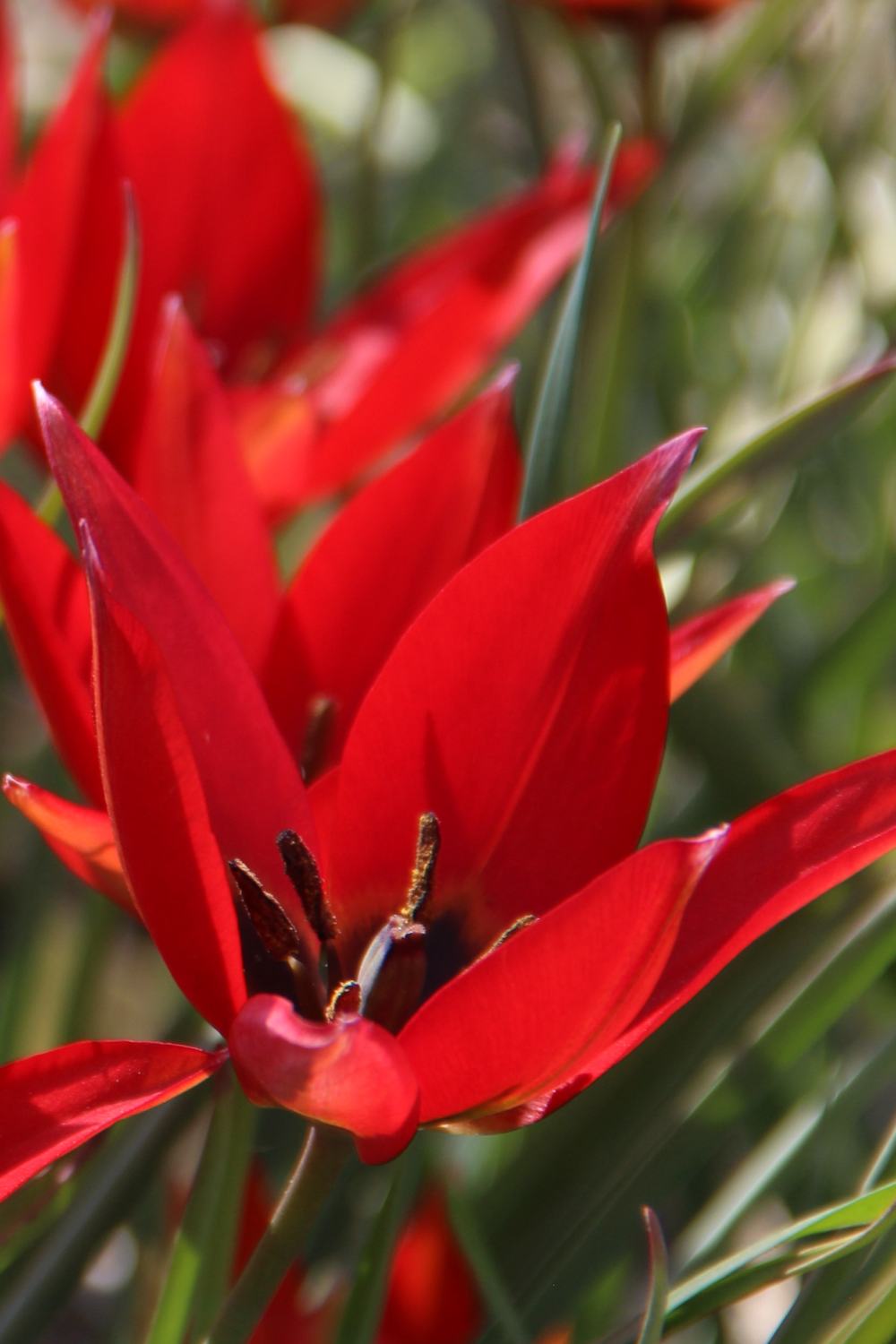 Tulipa 'Lizzy' - Michael Camphausen
