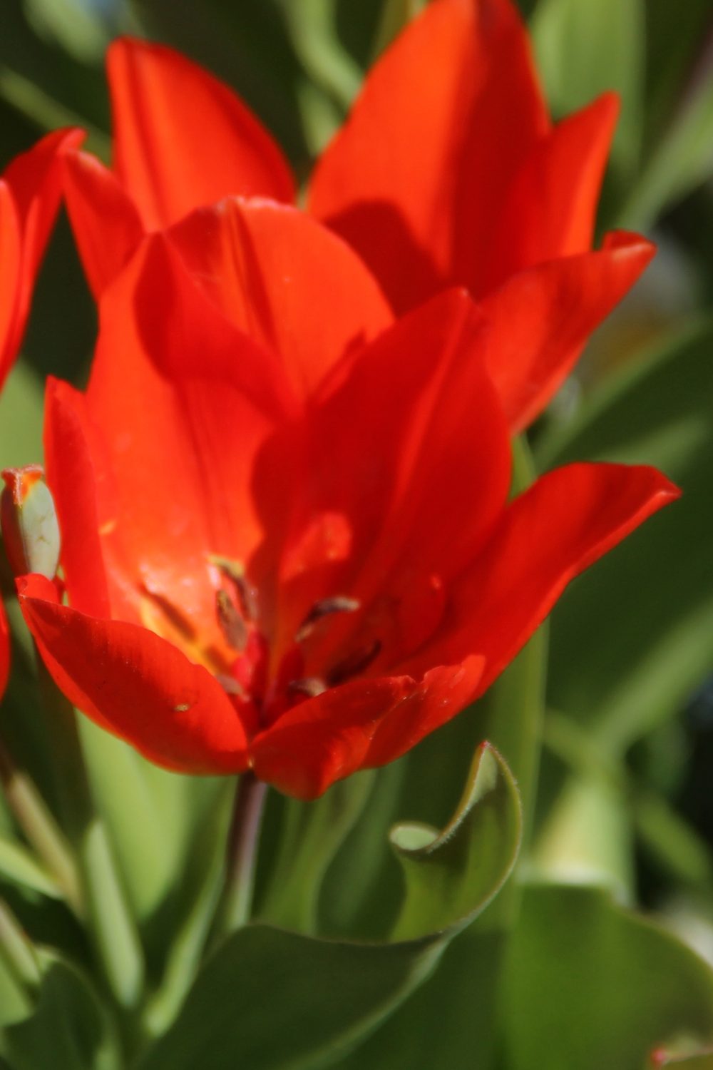 Tulipa praestans 'Fusilier' - Michael Camphausen