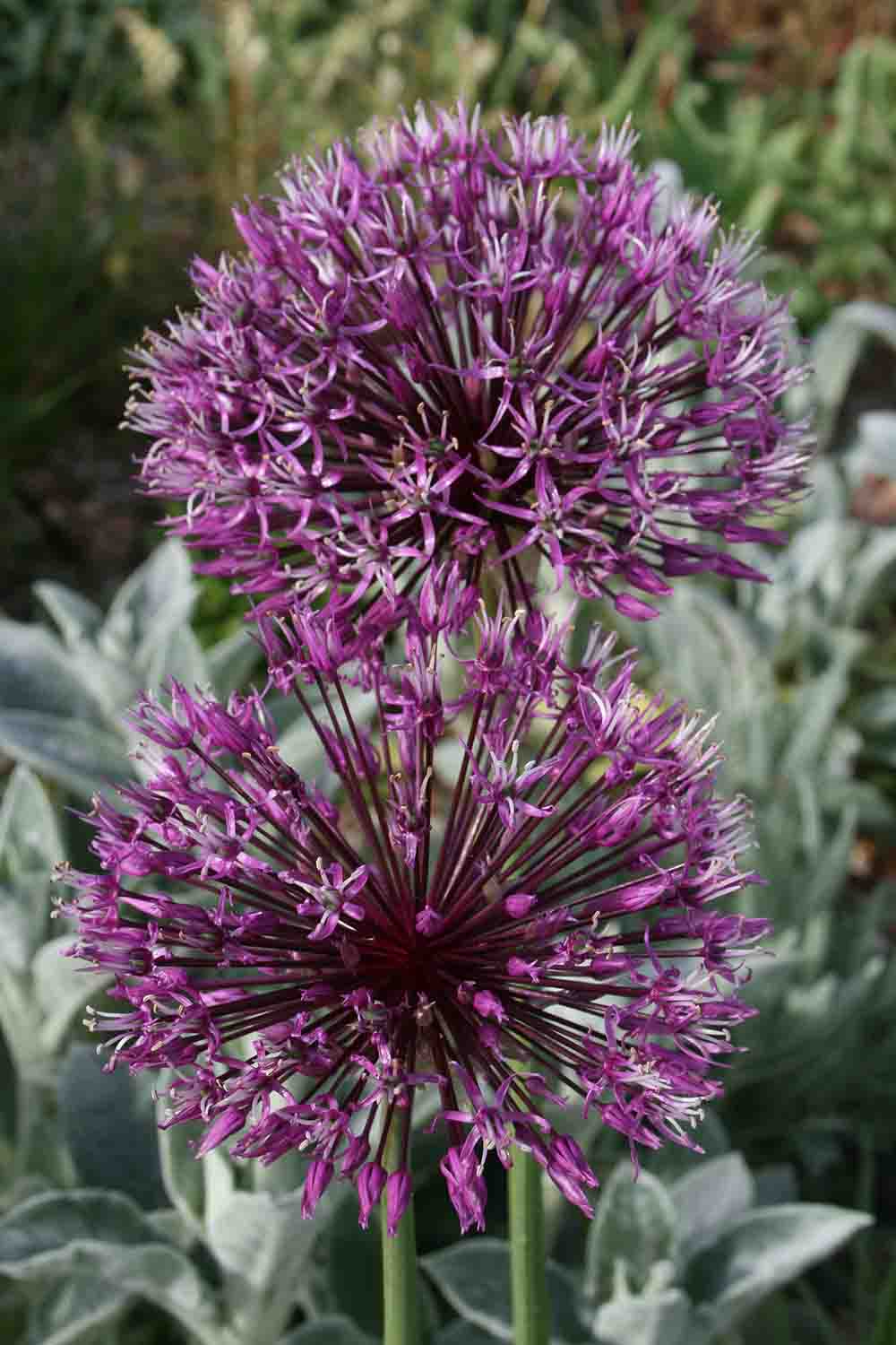 Allium rosenbachianum ' Early Emperor ' - Michael Camphausen