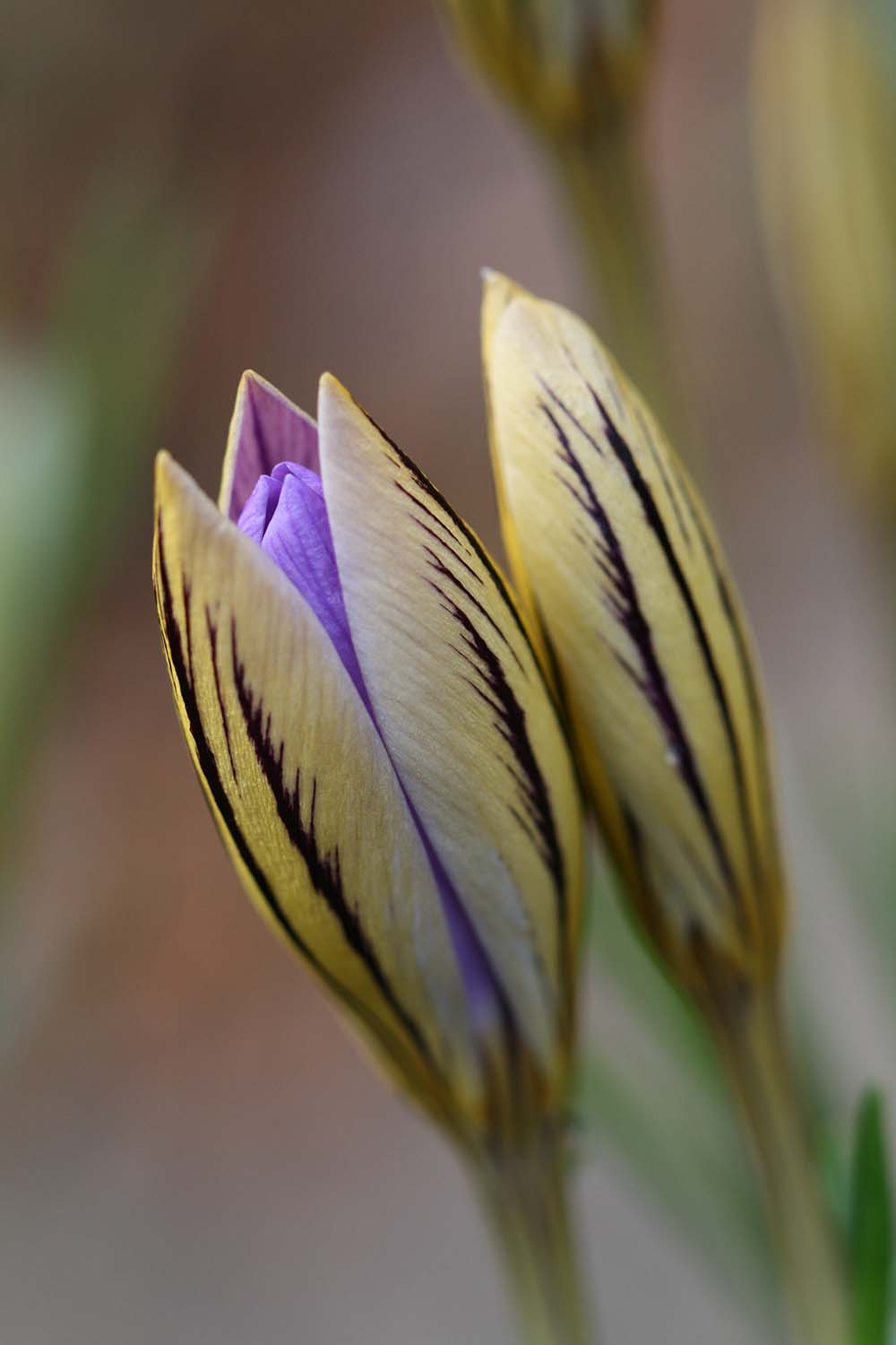 Crocus imperati subsp. imperati ' De Jager ' - Michael Camphausen