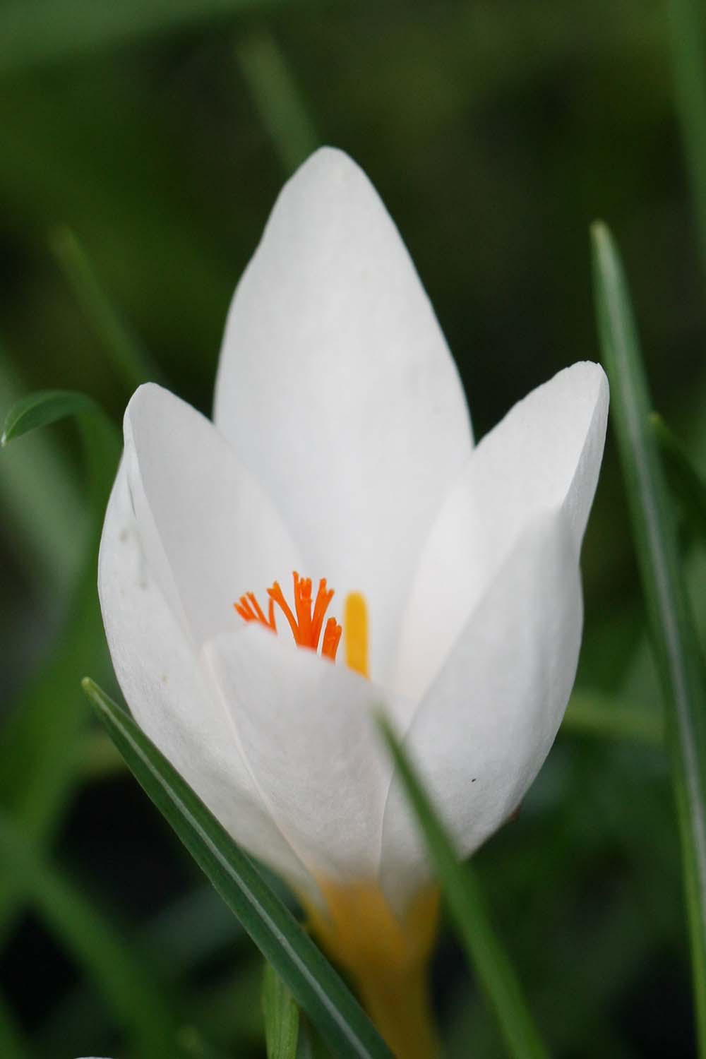 Crocus niveus - Michael Camphausen