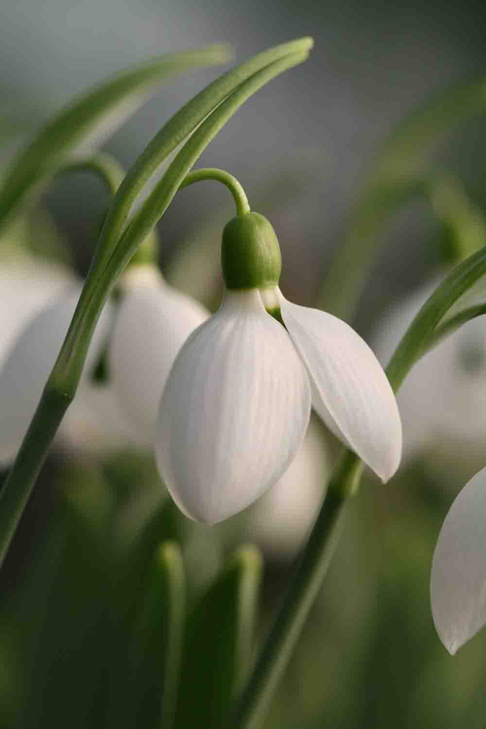 Galanthus elwesii ' Kyre Park ' - Michael Camphausen