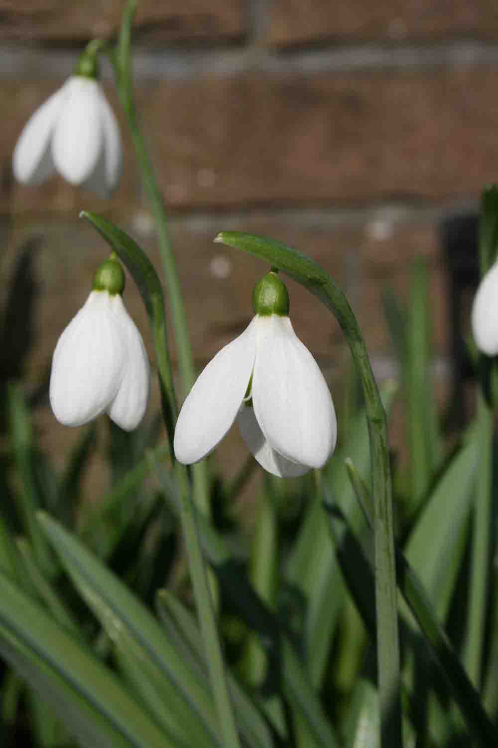Galanthus plicatus ' Washfield Warham ' - Michael Camphausen