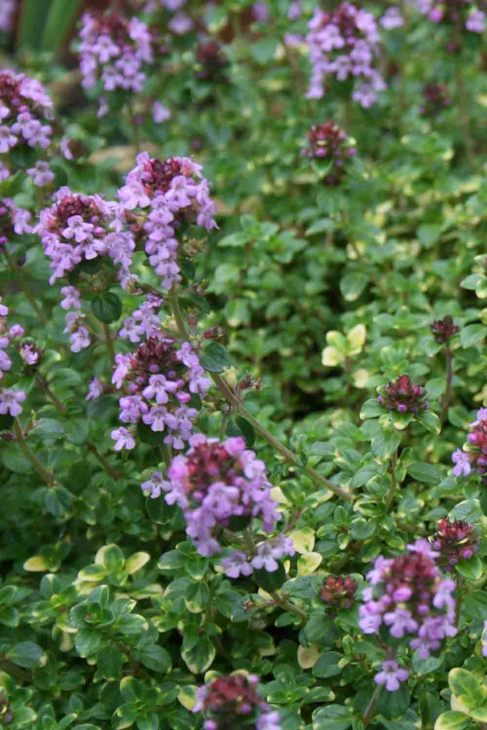 Thymus ' Doone Valley ' (v) - Michael Camphausen
