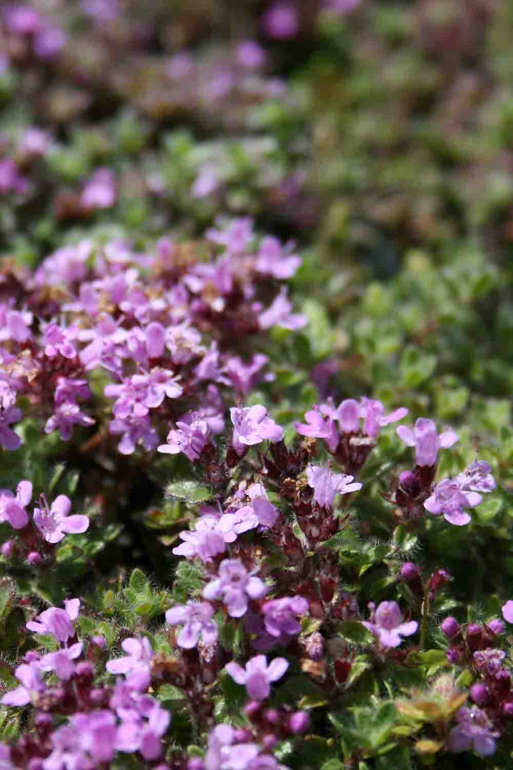 Thymus pseudolanuginosus - Michael Camphausen