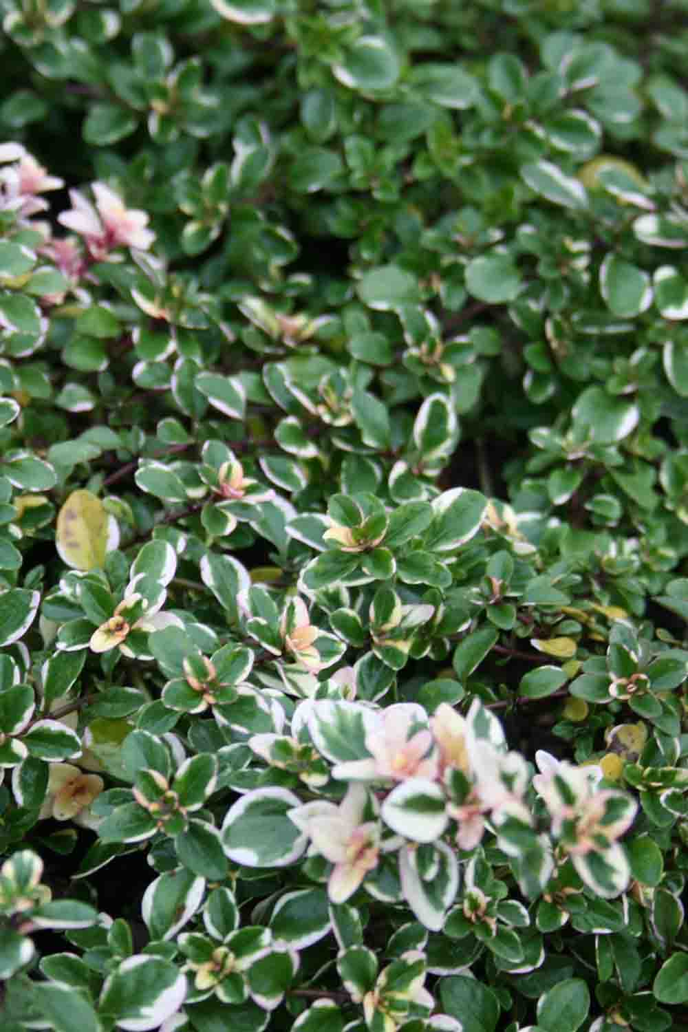 Thymus pulegioides ' Foxley ' (v) - Michael Camphausen