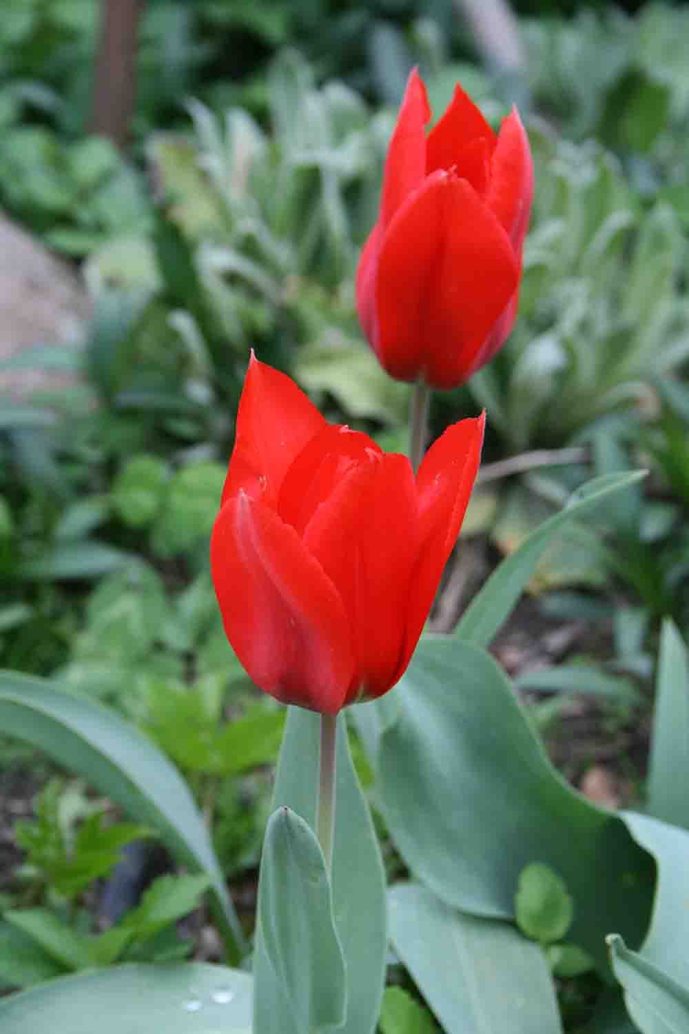 Tulipa lanata - Michael Camphausen
