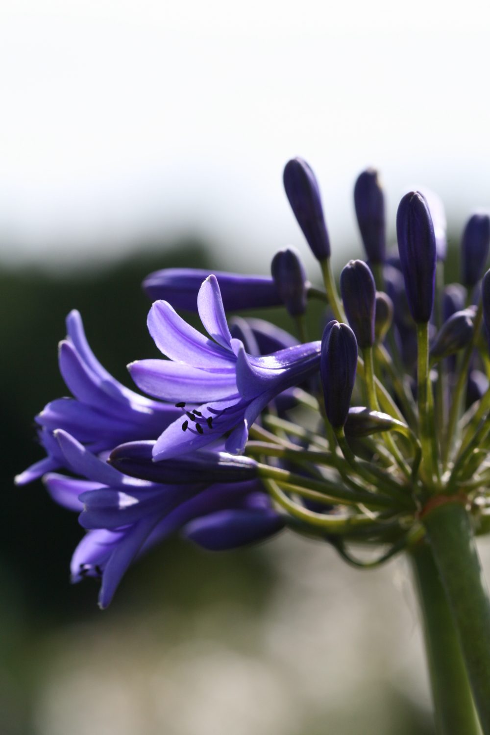 Agapanthus ' Buckingham Palace ' - Michael Camphausen