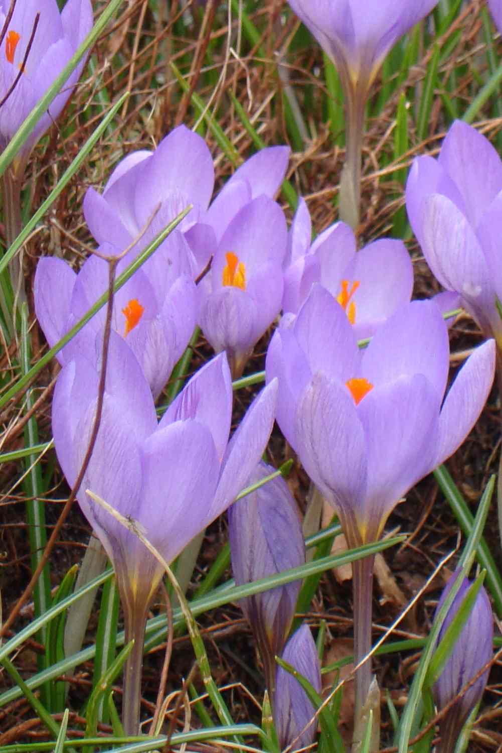 Crocus imperati subsp. imperati ' De Jager ' - Michael Camphausen