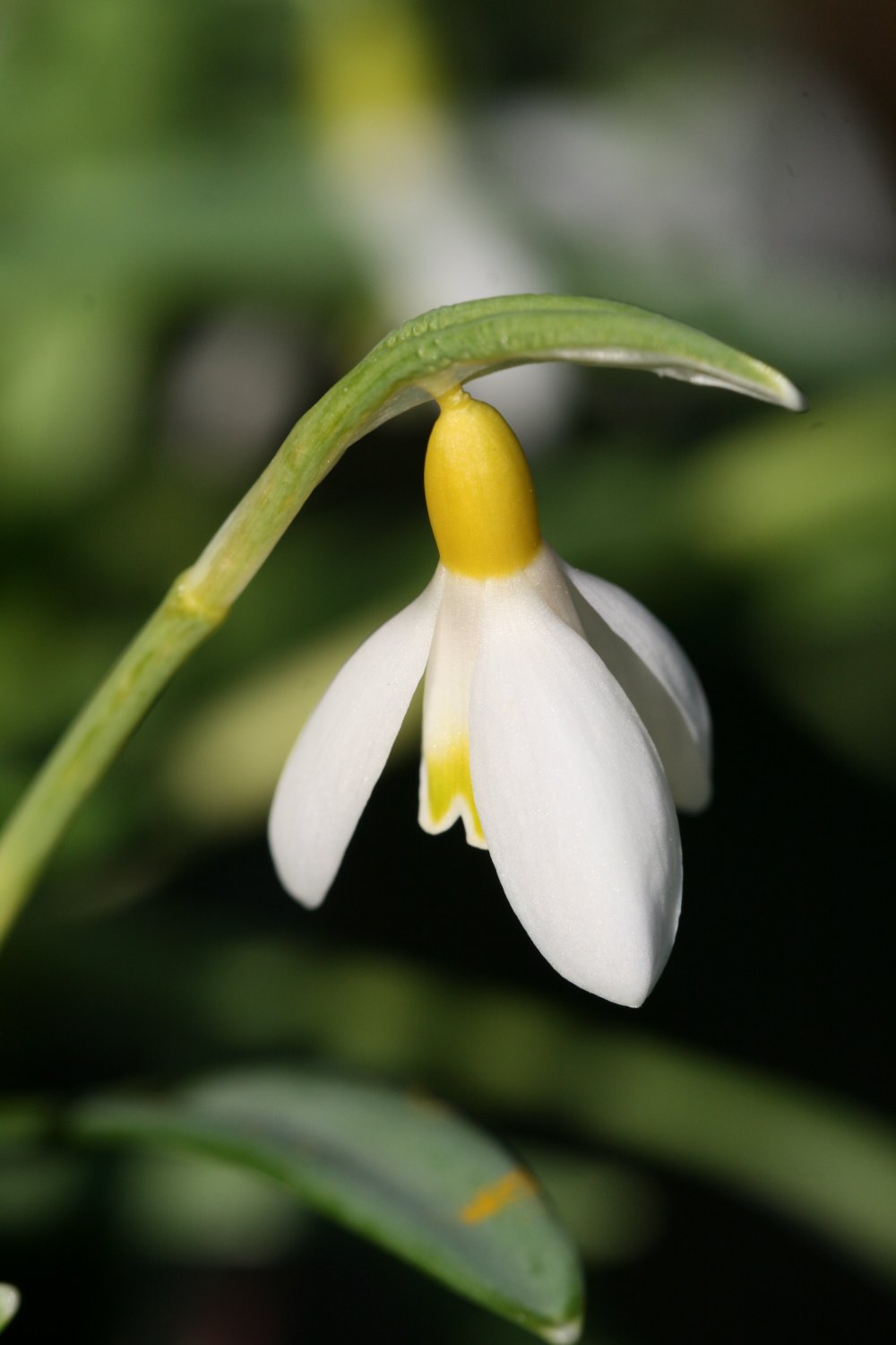 Galanthus ' Grakes Yellow ' in the green - Michael Camphausen