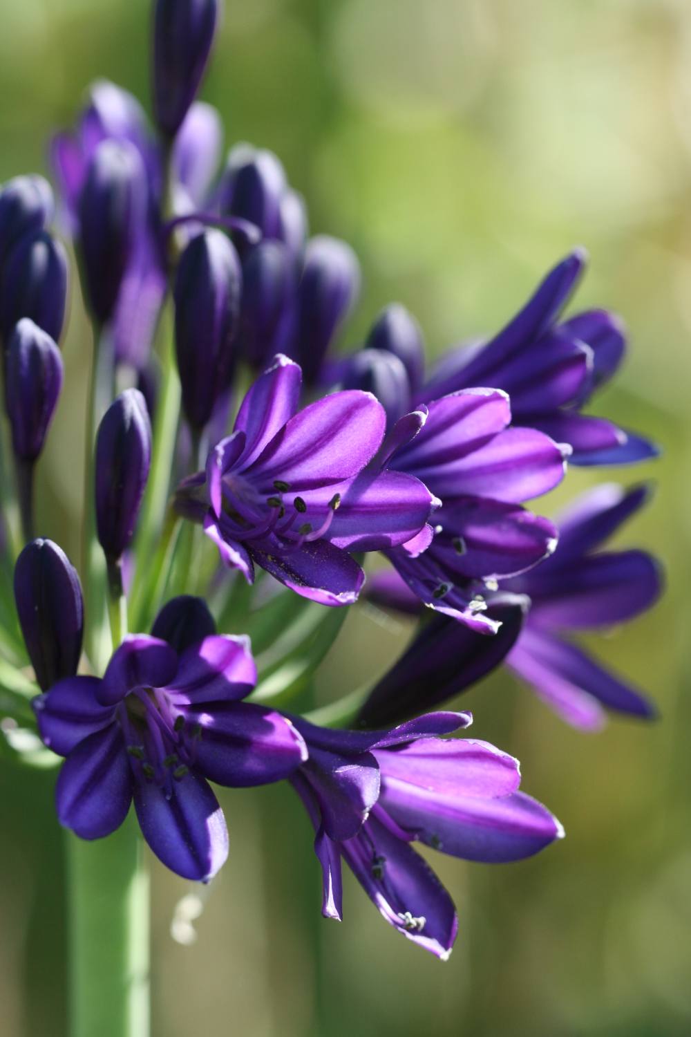 Agapanthus ' Royal Velvet ' - Michael Camphausen
